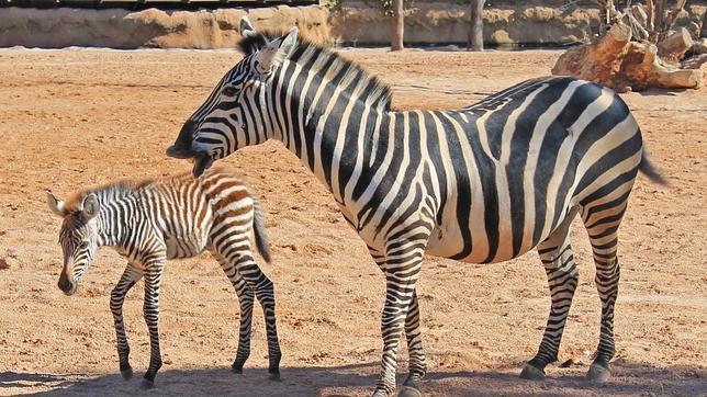 Nace la primera cría de cebra en Bioparc