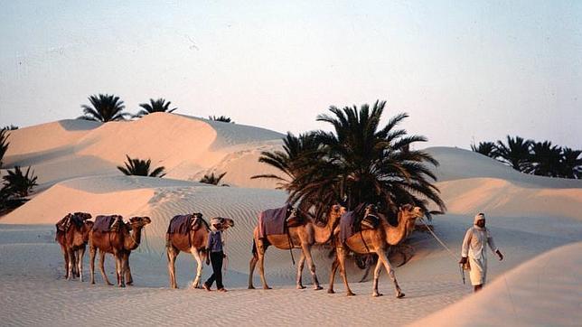 Reverdecer el desierto con agua salada