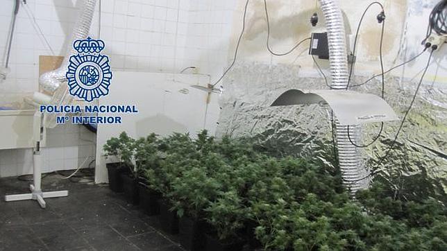 Desmanteladas en una semana tres plantaciones de marihuana