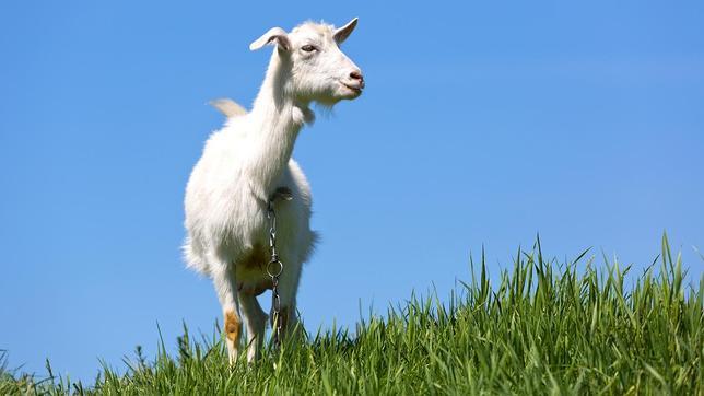 La fiesta del chivo