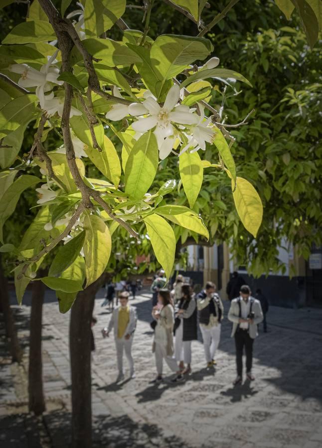 Llega la primavera y el azahar a Sevilla, en imágenes