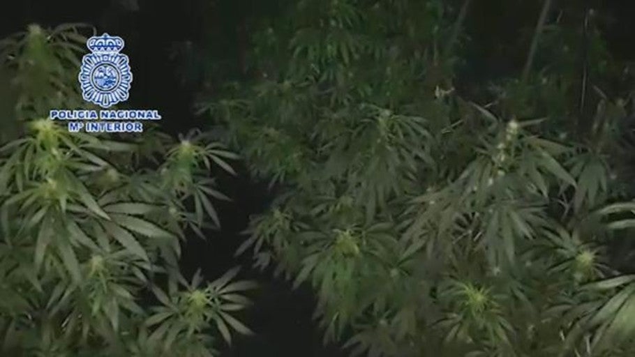 Desmanteladas dos plantaciones dedicadas al «cultivo acelerado» de marihuana en Jerez de la Frontera