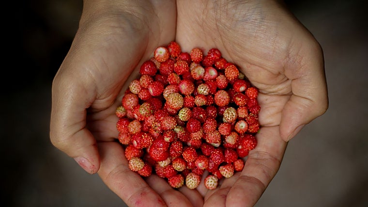 Diferencias entre la fresa y el fresón, beneficios y recetas para ...