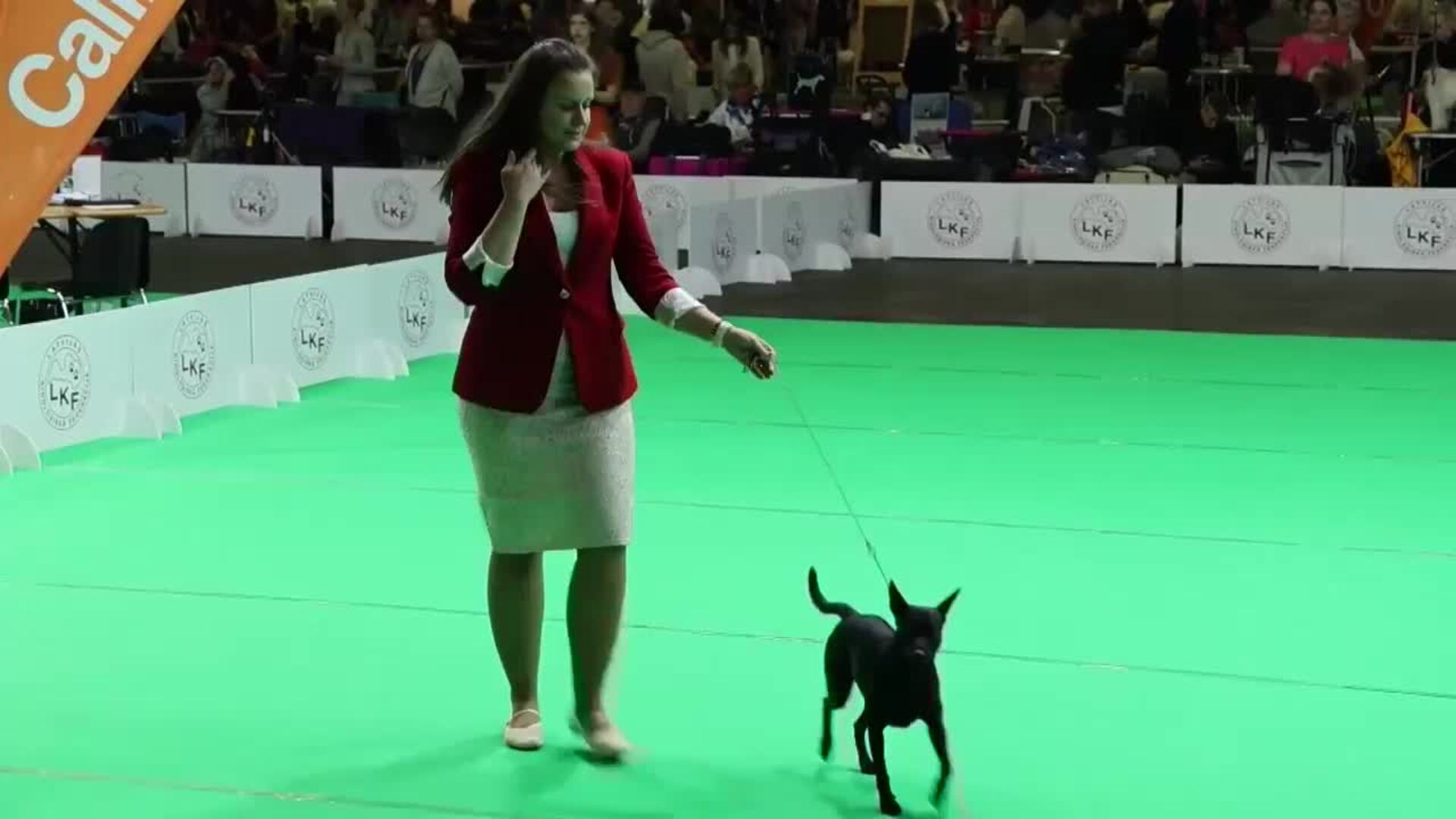 Riga acoge una nueva edición del certamen canino y felino Latvian ...