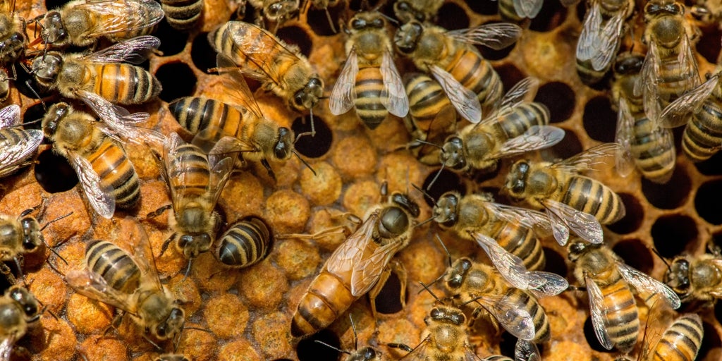¿Qué hace que una abeja se convierta en reina?