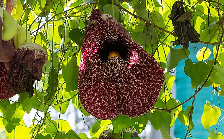 La flor más grande y pestilente del planeta