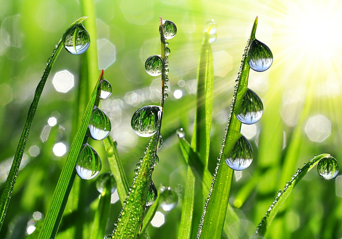 El rocío, las lágrimas de la madre de un rey muerto: ¿Por qué se forma ...