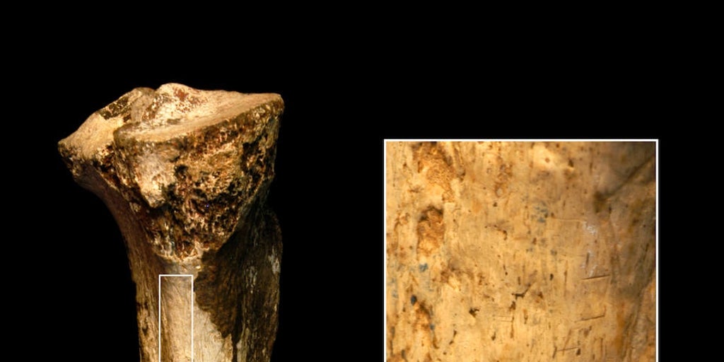 Las raíces de la guerra: Hace 1,45 millones de años, nuestros ...