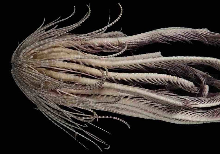 Hallan una extraña criatura oculta en la Antártida: tiene 20 'brazos ...