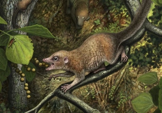 Sobrevivió a los dinosaurios: así conquistó América nuestro ancestro ...