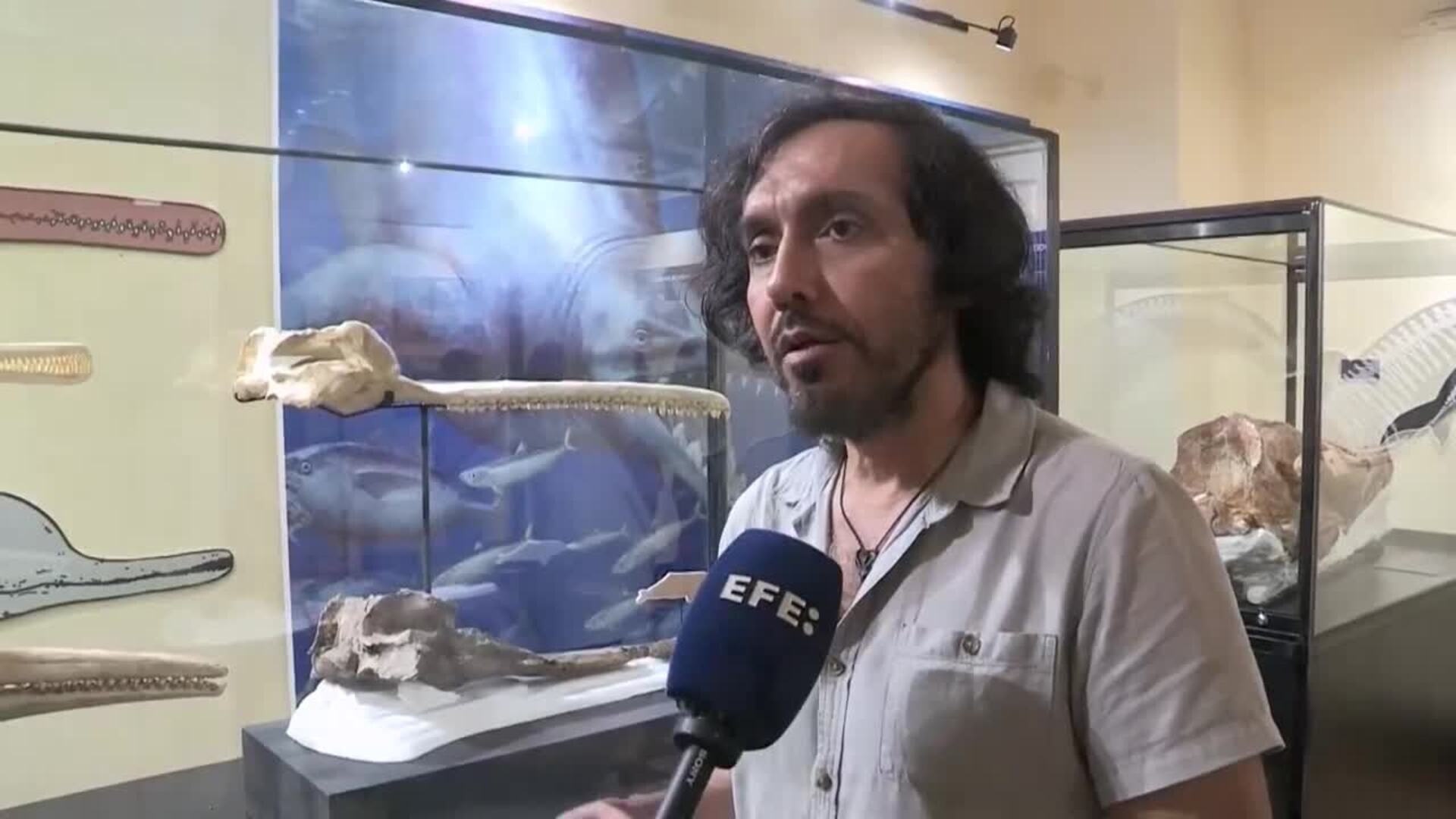 Paleontólogo: El tamaño del delfín más grande de río es de "3 a 3,5 ...