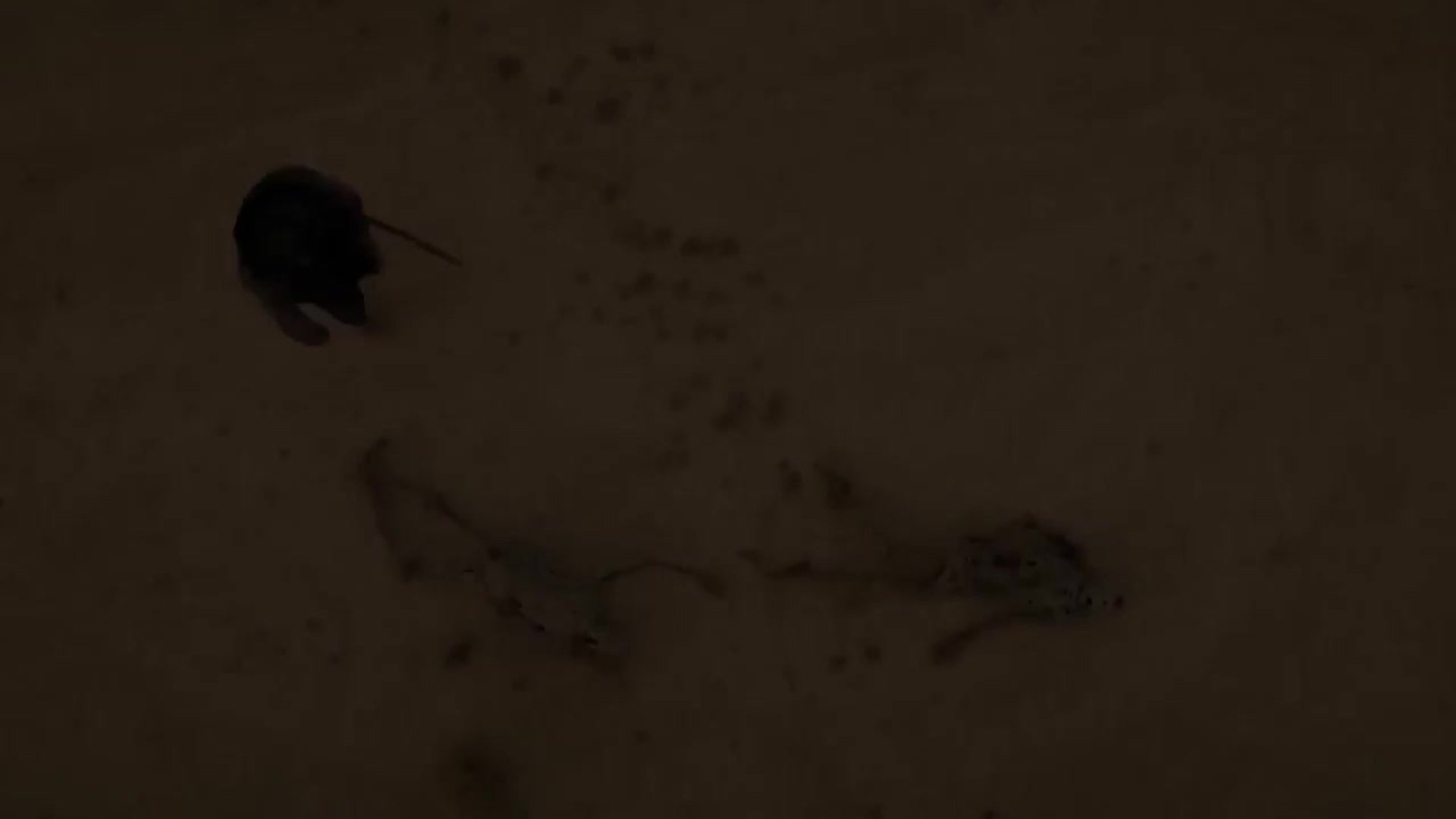 Norman Reedus presenta 'The Walking Dead Daryl Dixon' temporada 3