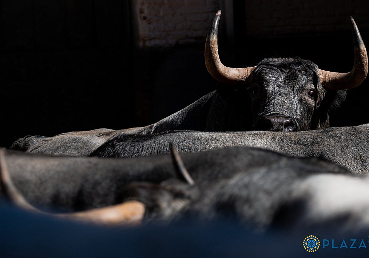 El toro, más allá de la plaza: la Fiesta como empresa, cultura y motor ...
