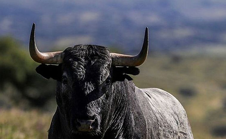 Los ganaderos de toro de lidia estiman que la demanda no equilibrará la ...