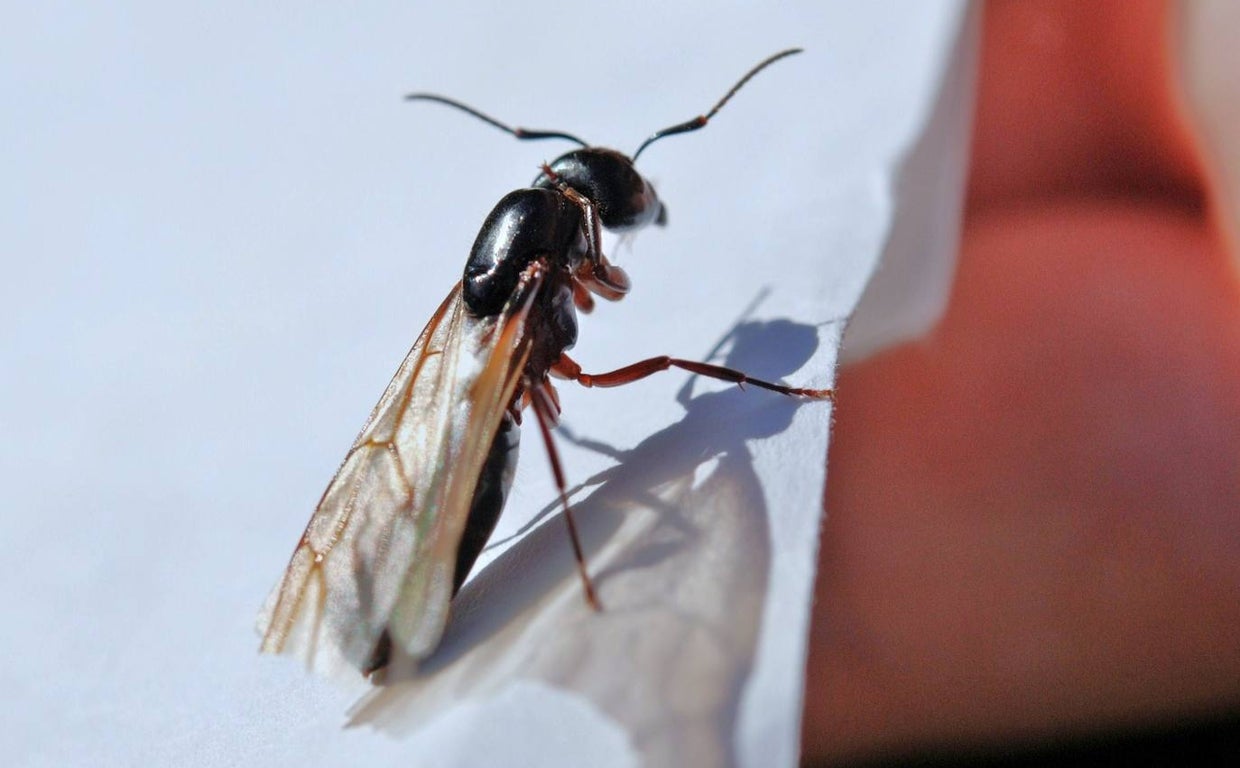 Cómo combatir las hormigas voladoras que abundan con la humedad