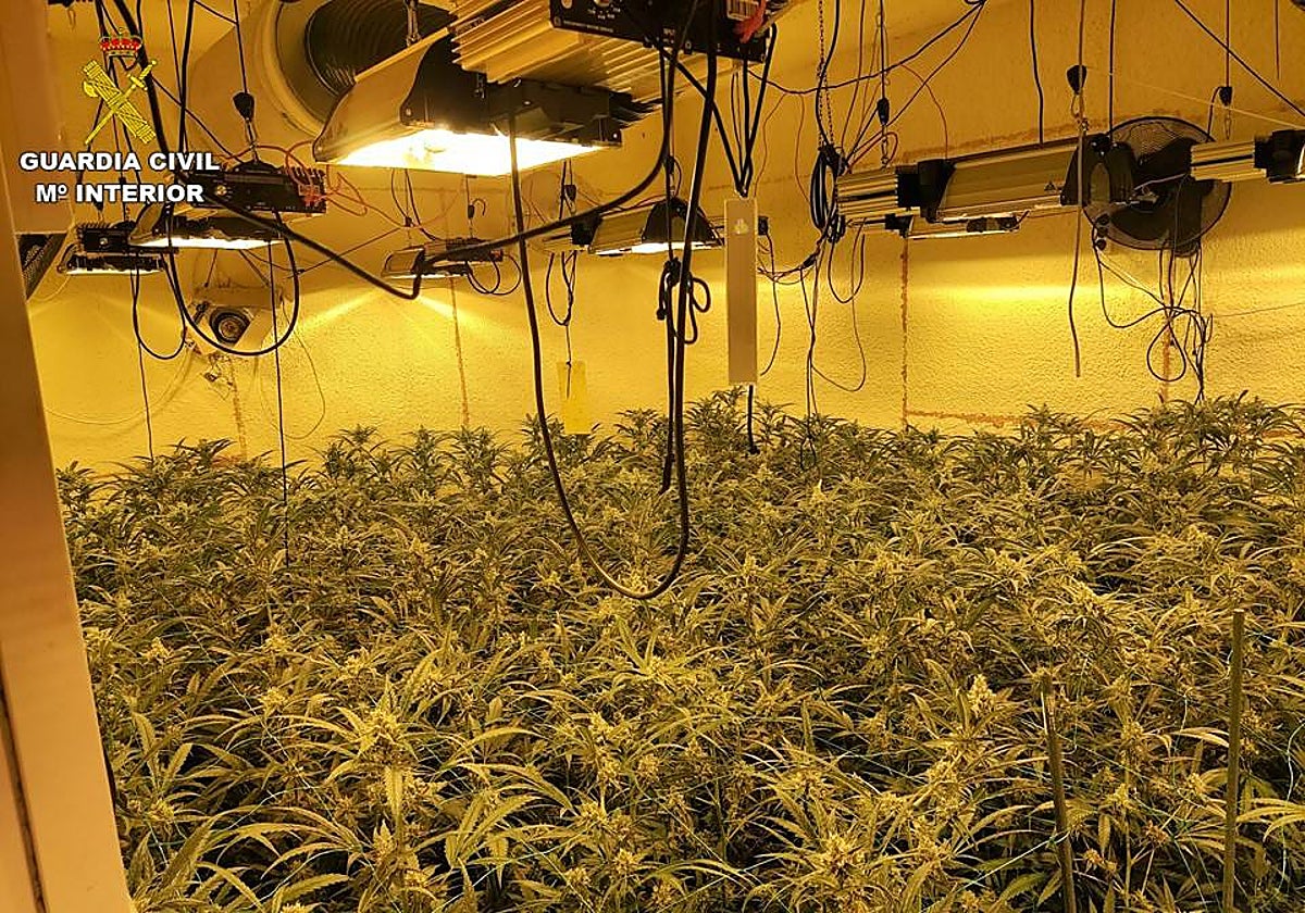 La Guardia Civil desmantela tres plantaciones con mil plantas de marihuana en urbanizaciones de ...