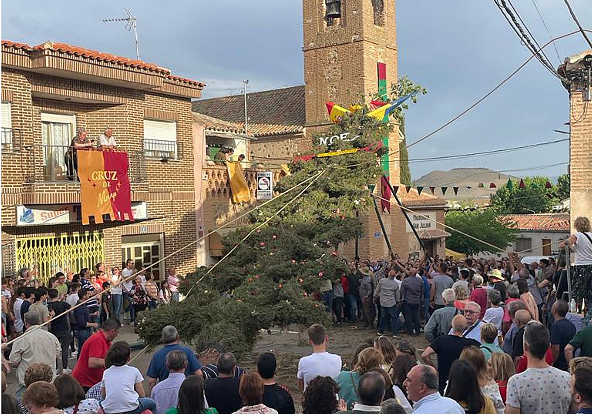 Los quintos de Noez también tienen su majestuoso pino, procedente de Burgos