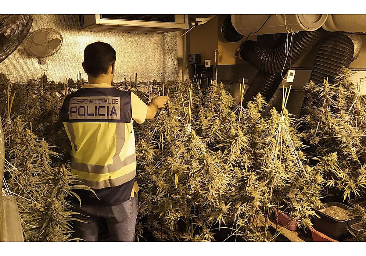 La Policía Nacional desmantela una plantación de marihuana en Gandía y detiene a dos personas