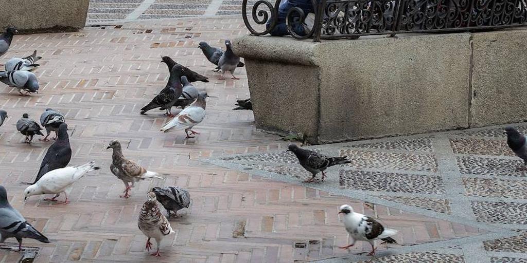 Es denunciada por dar de comer a las palomas y asegura que es su «trabajo»