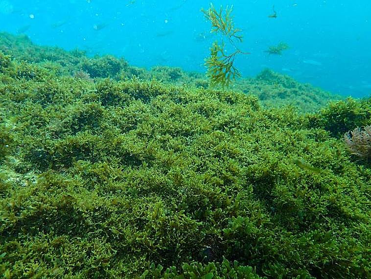 Detectan «por primera vez» en el litoral de Barcelona un alga invasora ...