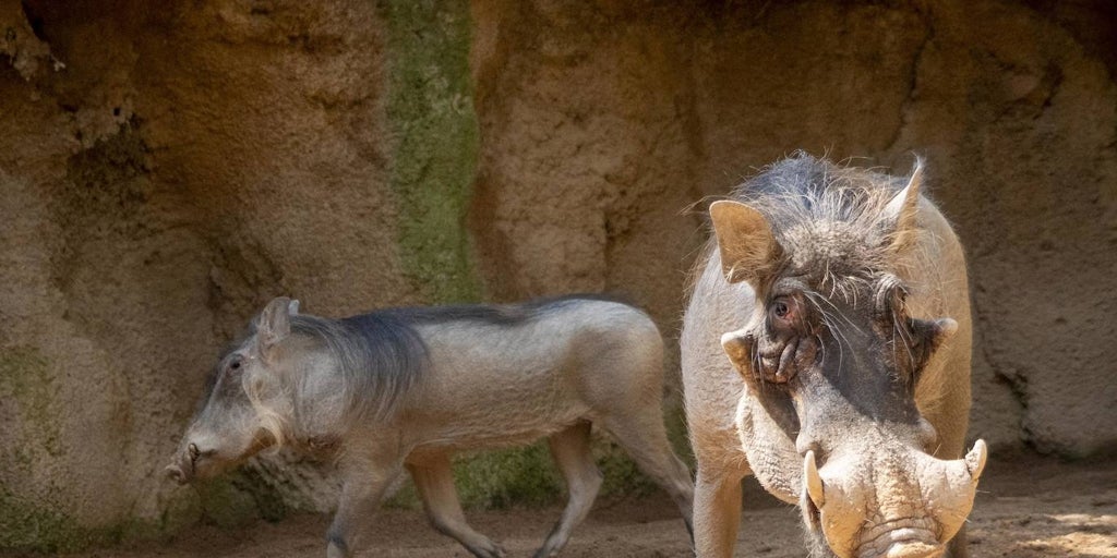Bioparc Valencia incorpora a una nueva pareja de facóqueros, la especie ...