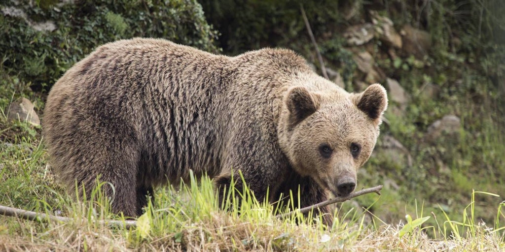 Qué hacer si te encuentras con un oso en la ciudad