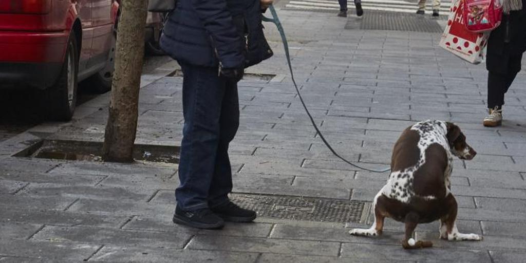 Una empresa española triunfa en Europa con su método para acabar con ...