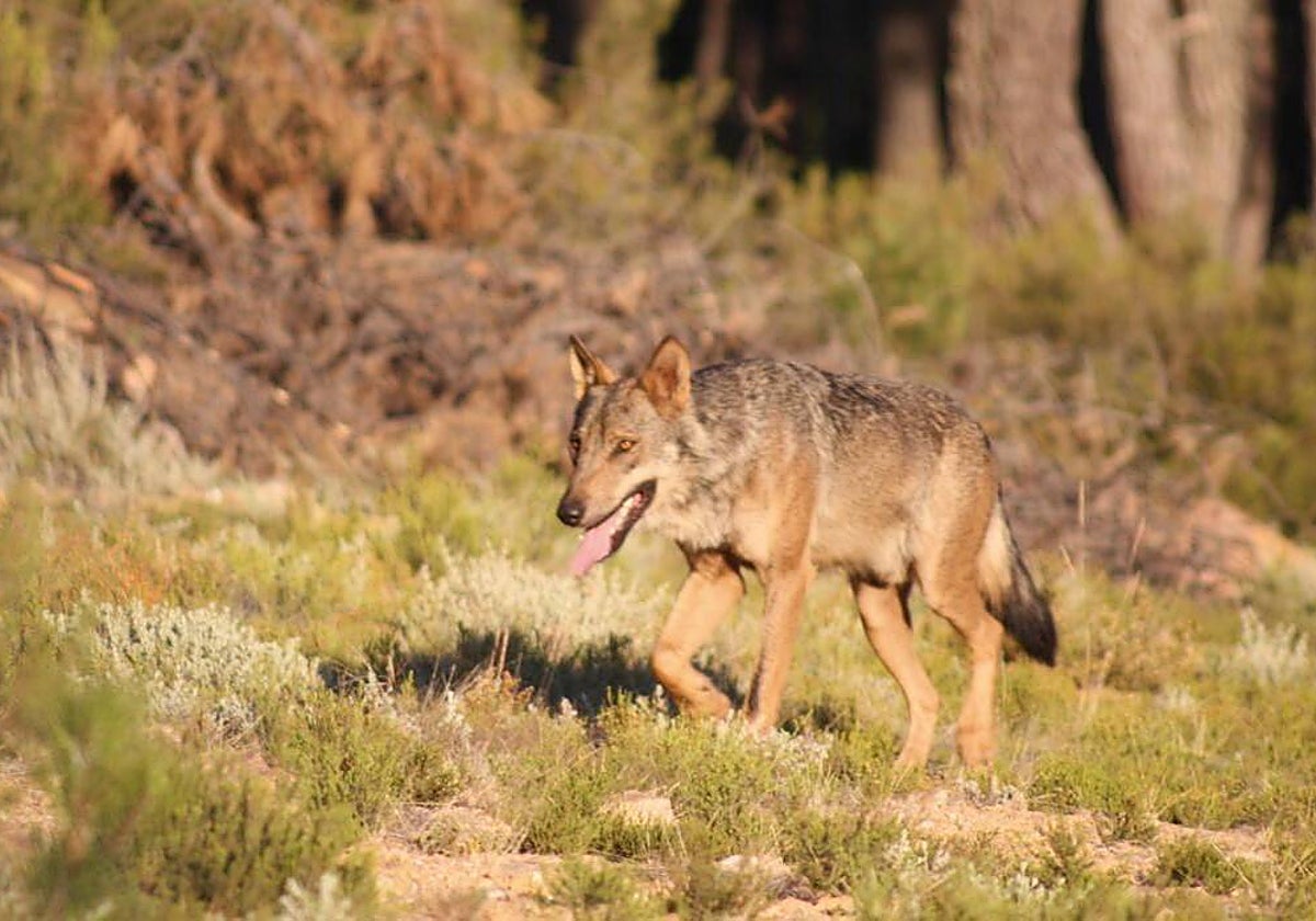 El lobo avistado en Ciudad Real está cojo y la intención es cogerlo para curarlo y ...