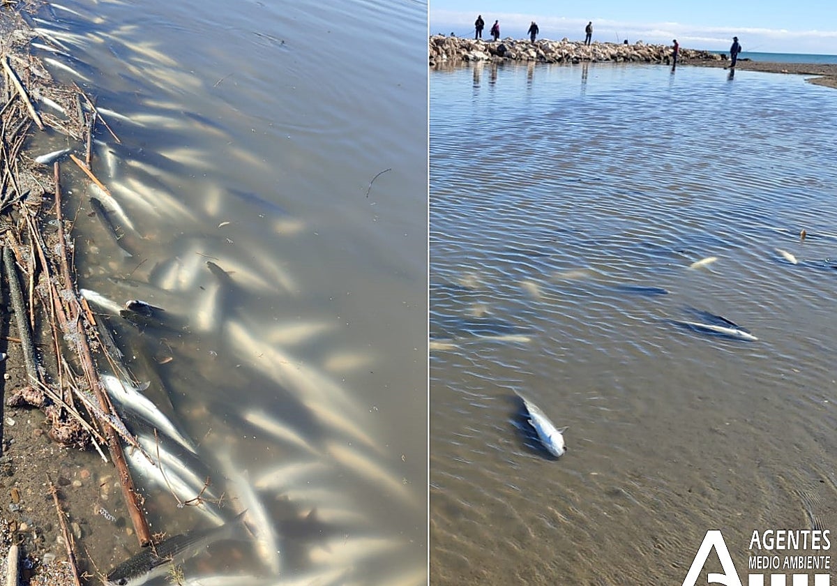 Aparecen cientos de peces muertos en la desembocadura del río ...