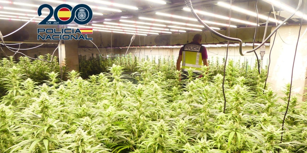 Desmantelan un cultivo con mil plantas de marihuana en Valencia