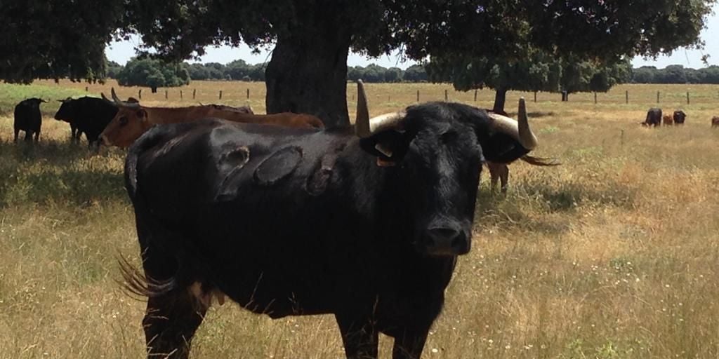 Un toro bravo se 'cuela' en la Autovía de Castilla y provoca ...