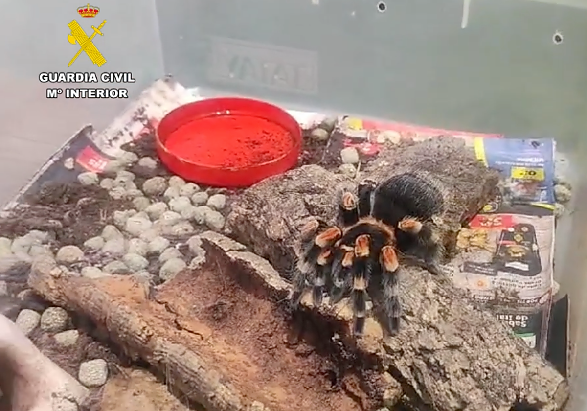 Tarántulas, un escorpión venenoso sin antídoto y serpientes pitón ...