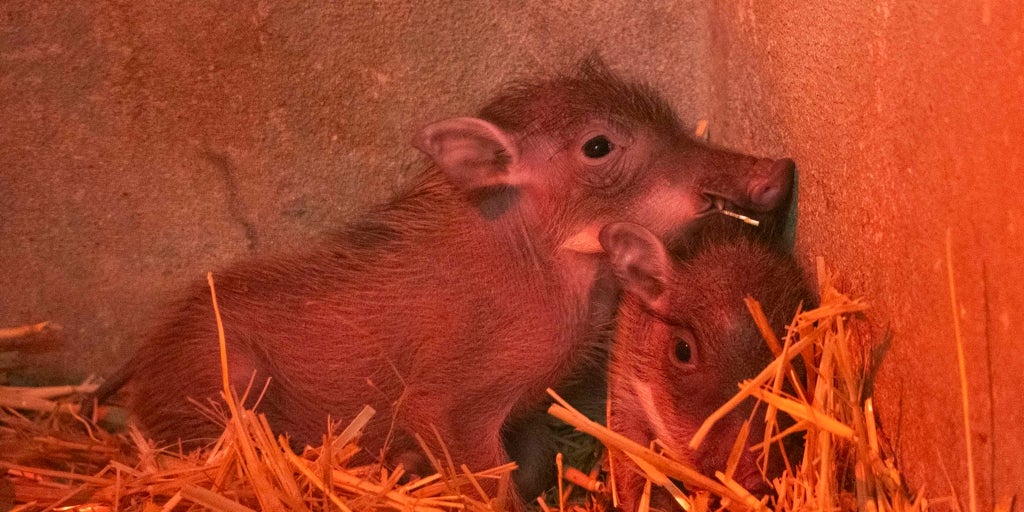 Nacen en Bioparc Valencia dos facóqueros, el conocido 'Pumba'