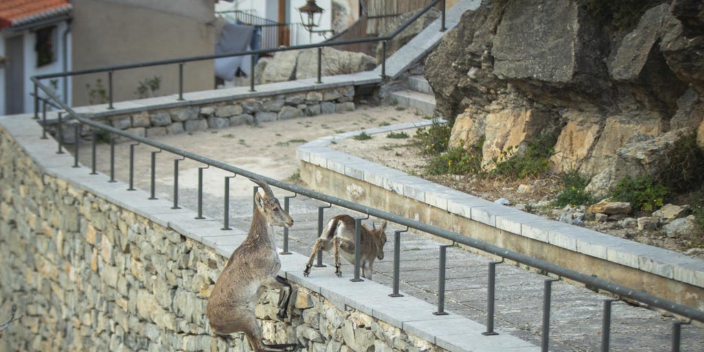 El peligro de las 'cabras voladoras' que saltan por los tejados: «Ya ...