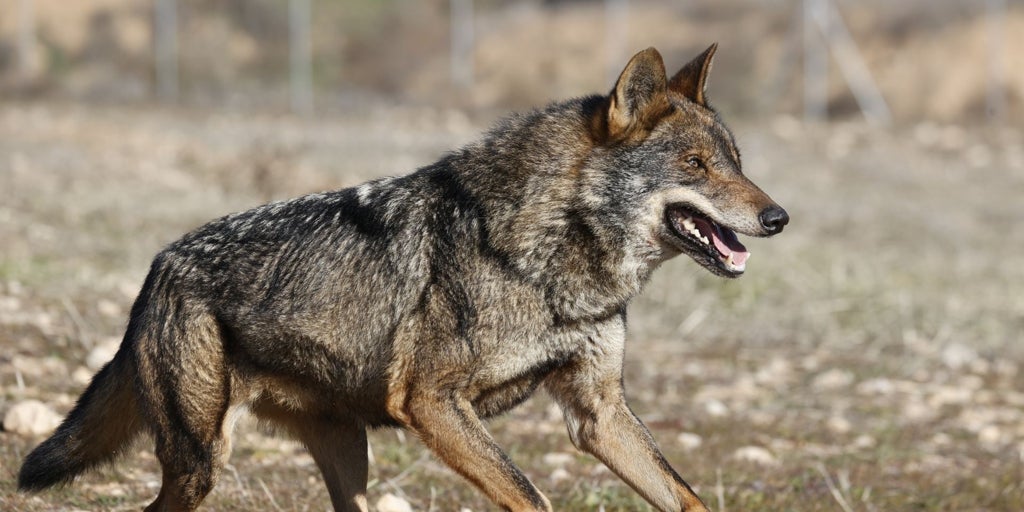 El nuevo censo del lobo contabiliza un aumento de 36 manadas, pero el ...