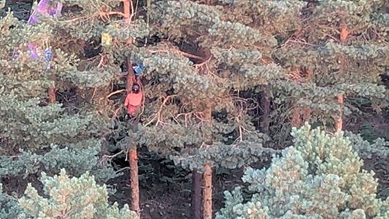 Parapente, últimas noticias - ABC