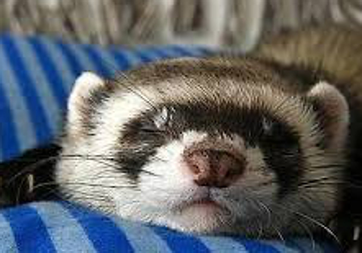 Perros, gatos, hurones, conejos, loros... estas son las mascotas que harán pagar menos impuestos ...