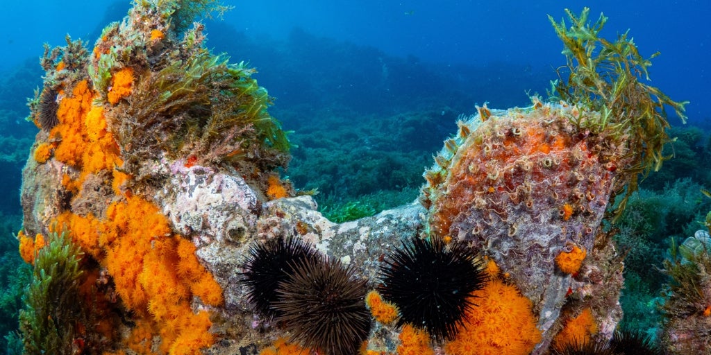 Hallan en el mar de Alborán una de las mayores concentraciones de coral ...