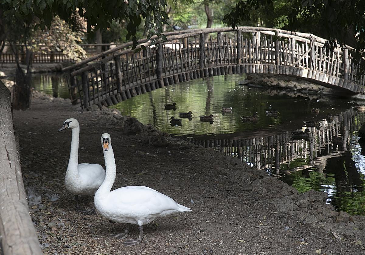 El Zoo de Córdoba alerta de un posible caso de gripe aviar tras la ...