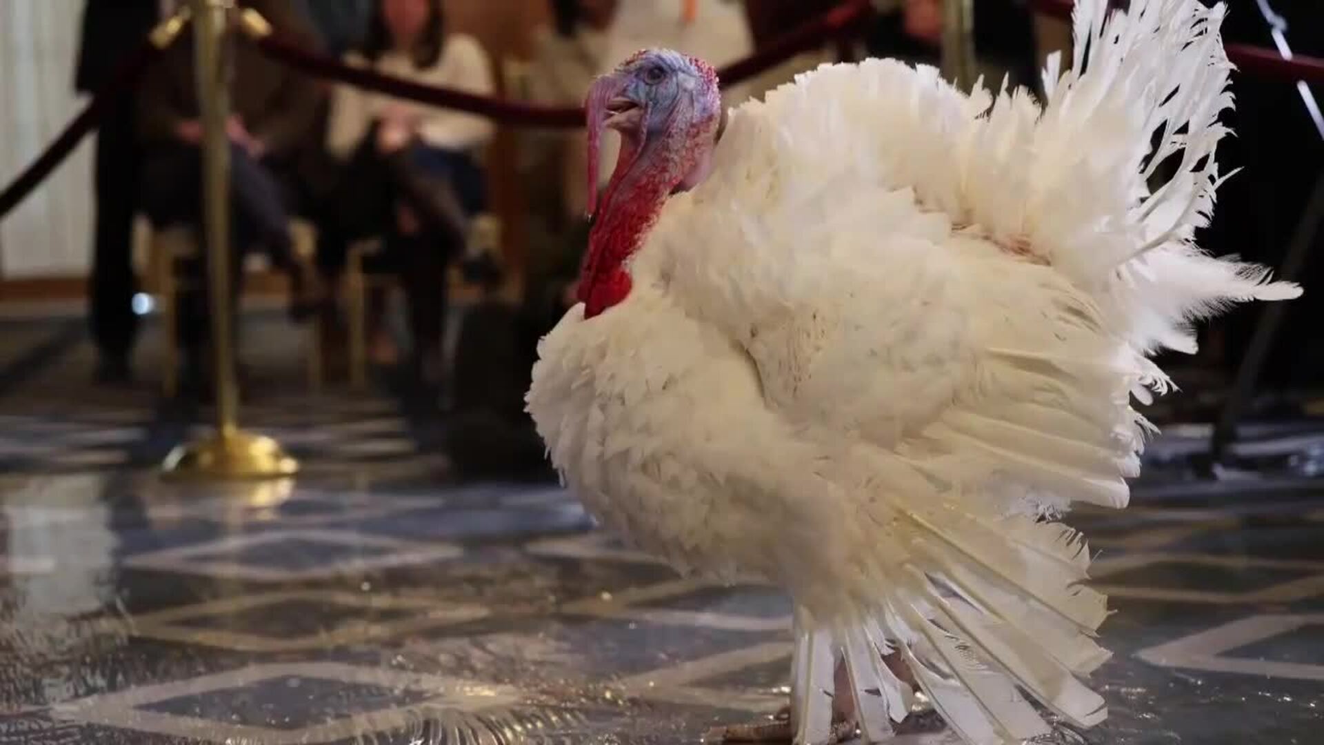 Gobble y Waddle, los pavos de más de 20 kilos que Trump indultará por ...