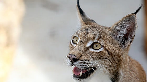 Lince, últimas noticias - ABC