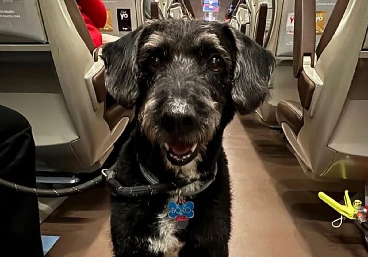 La búsqueda de Boro, el perro de las hermanas malagueñas extraviado en ...