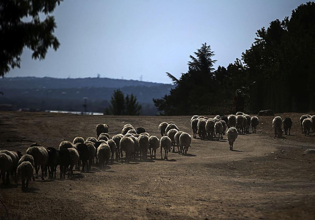 Agroterrorismo: el Gobierno pide «atención especial» ante la ...
