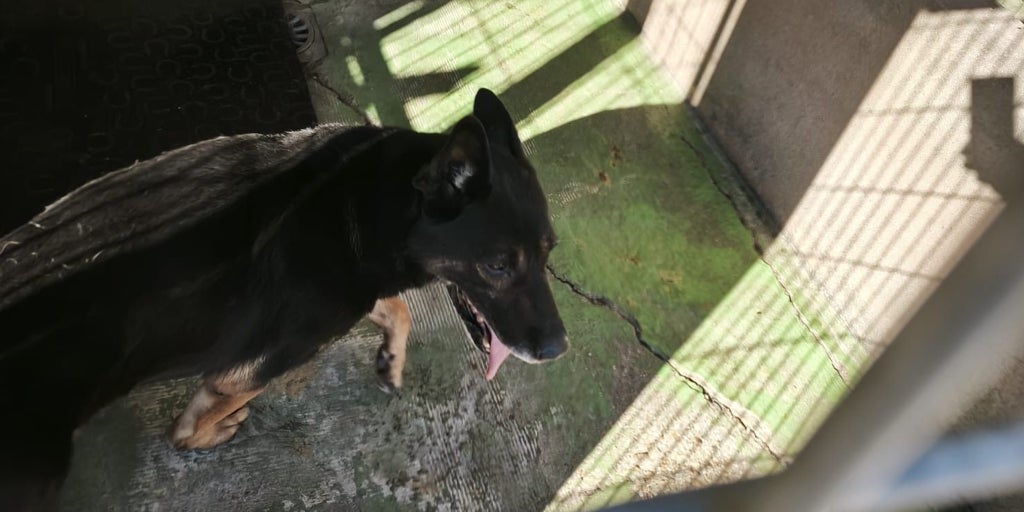 Los perros de la Guardia Civil, entre ratas y moho