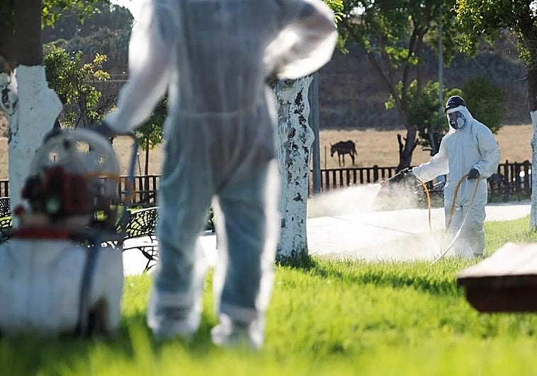 La Junta de Andalucía suma el mosquito tigre al control del Virus del Nilo