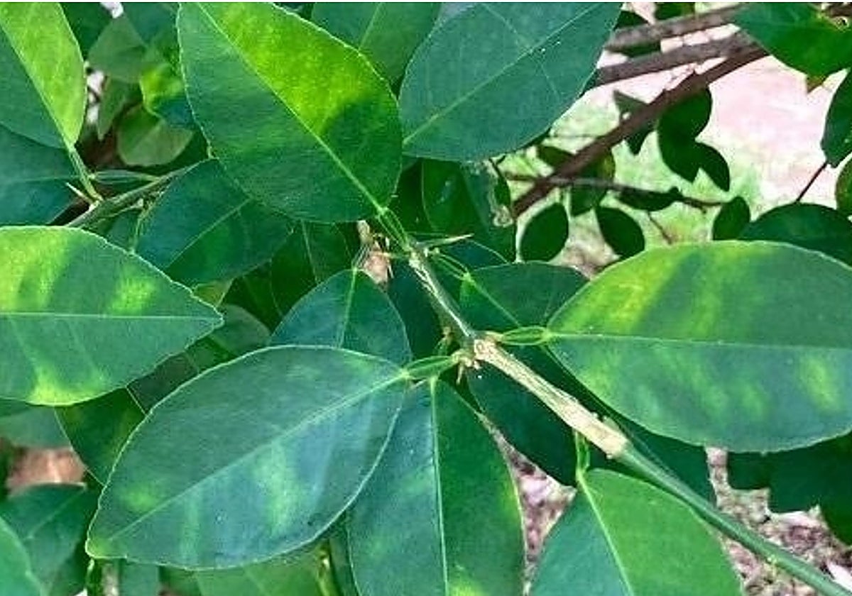 Inspeccionan 500 plantaciones de limones y empiezan los arranques ...
