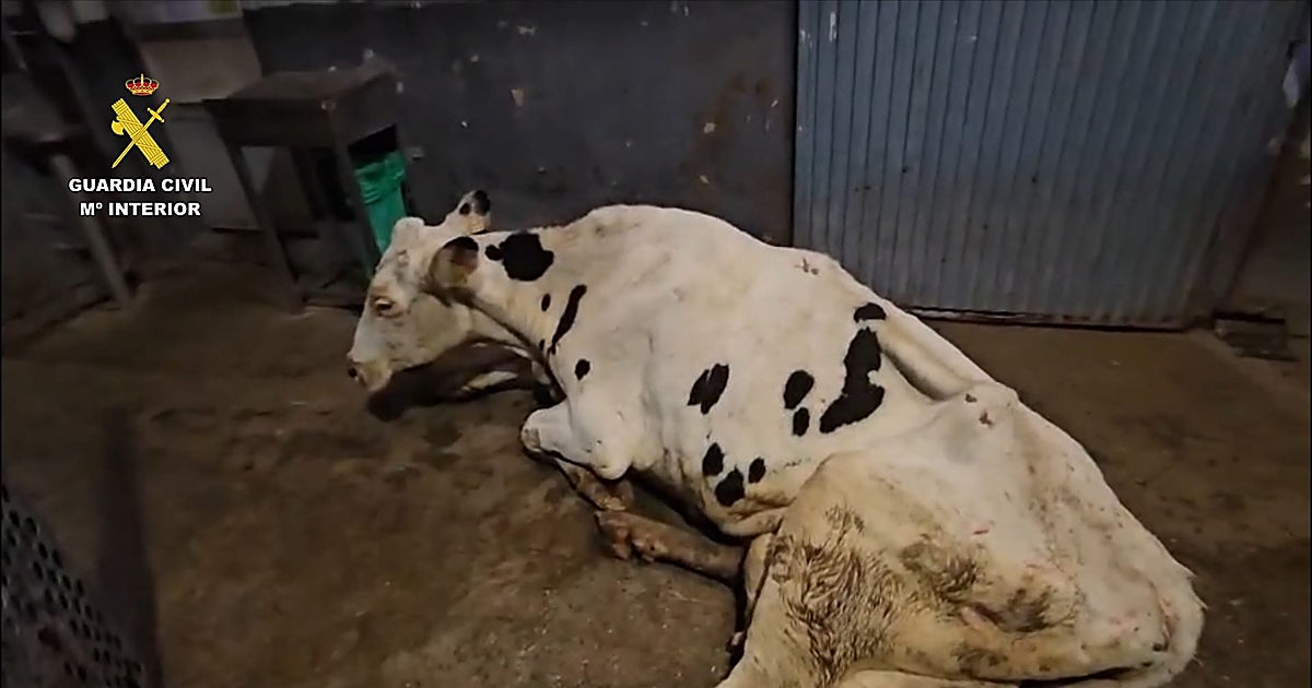 Vacas «agonizando» a su llegada al matadero destapan una «cadena de ...