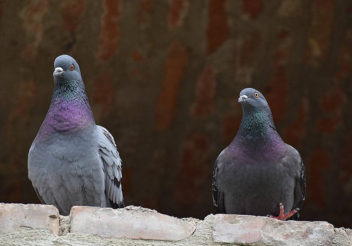 Valencia avisa a sus ciudadanos para que no den comida a las palomas ...