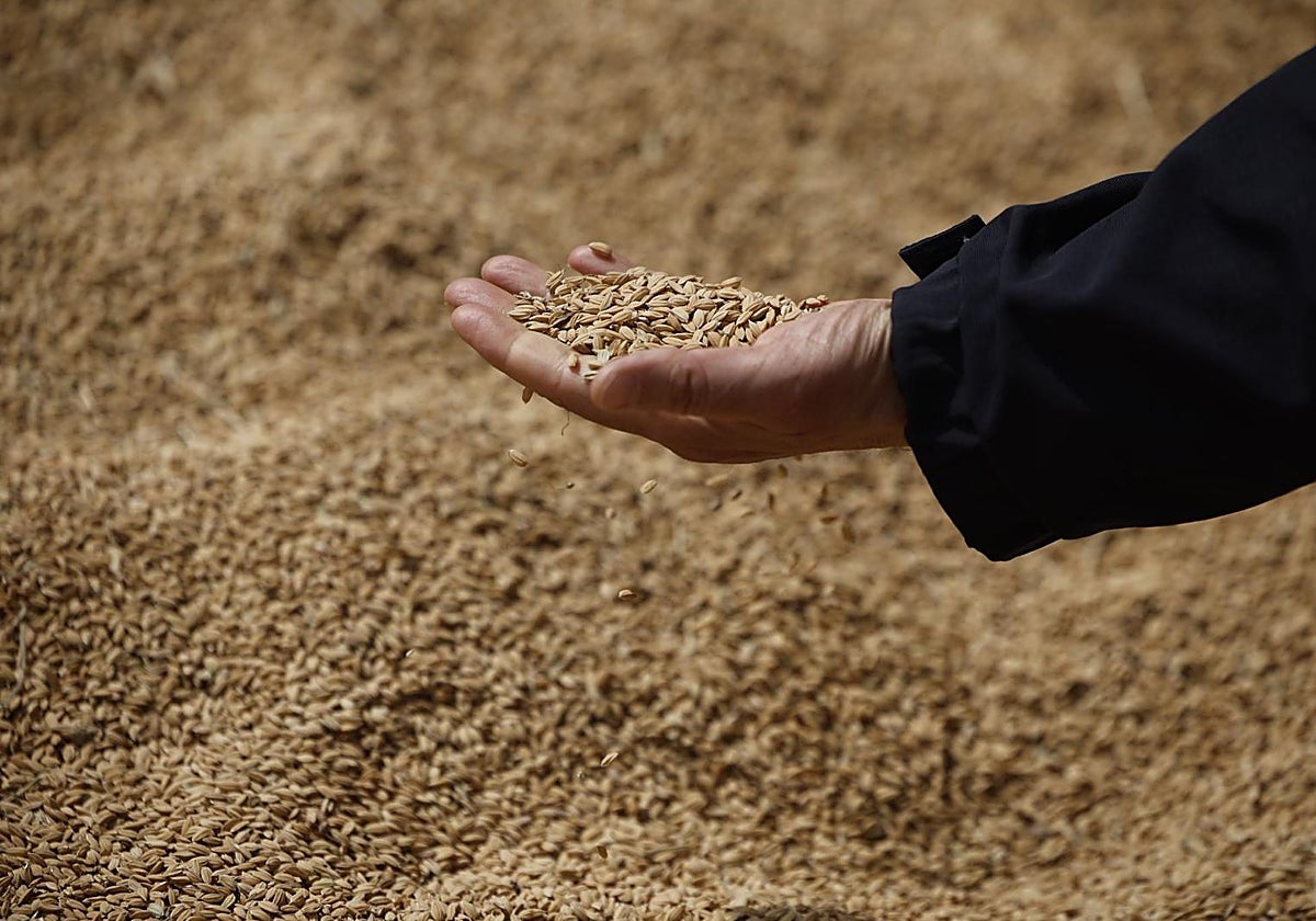 Denuncian la importación de 17.000 toneladas de arroz argentino y ...