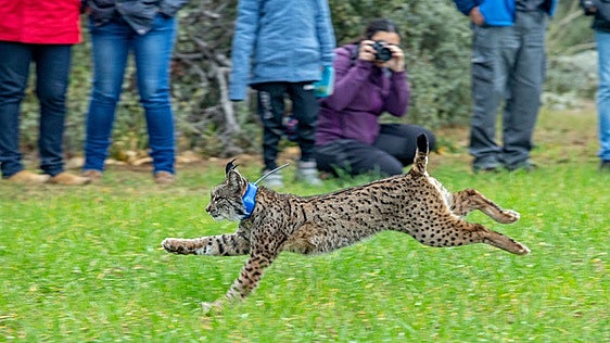 Lince, últimas noticias - ABC